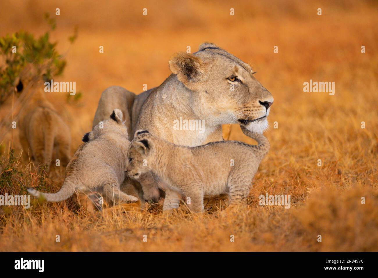 The cute cubs come out of the bush under the watchful eye of their mum ...