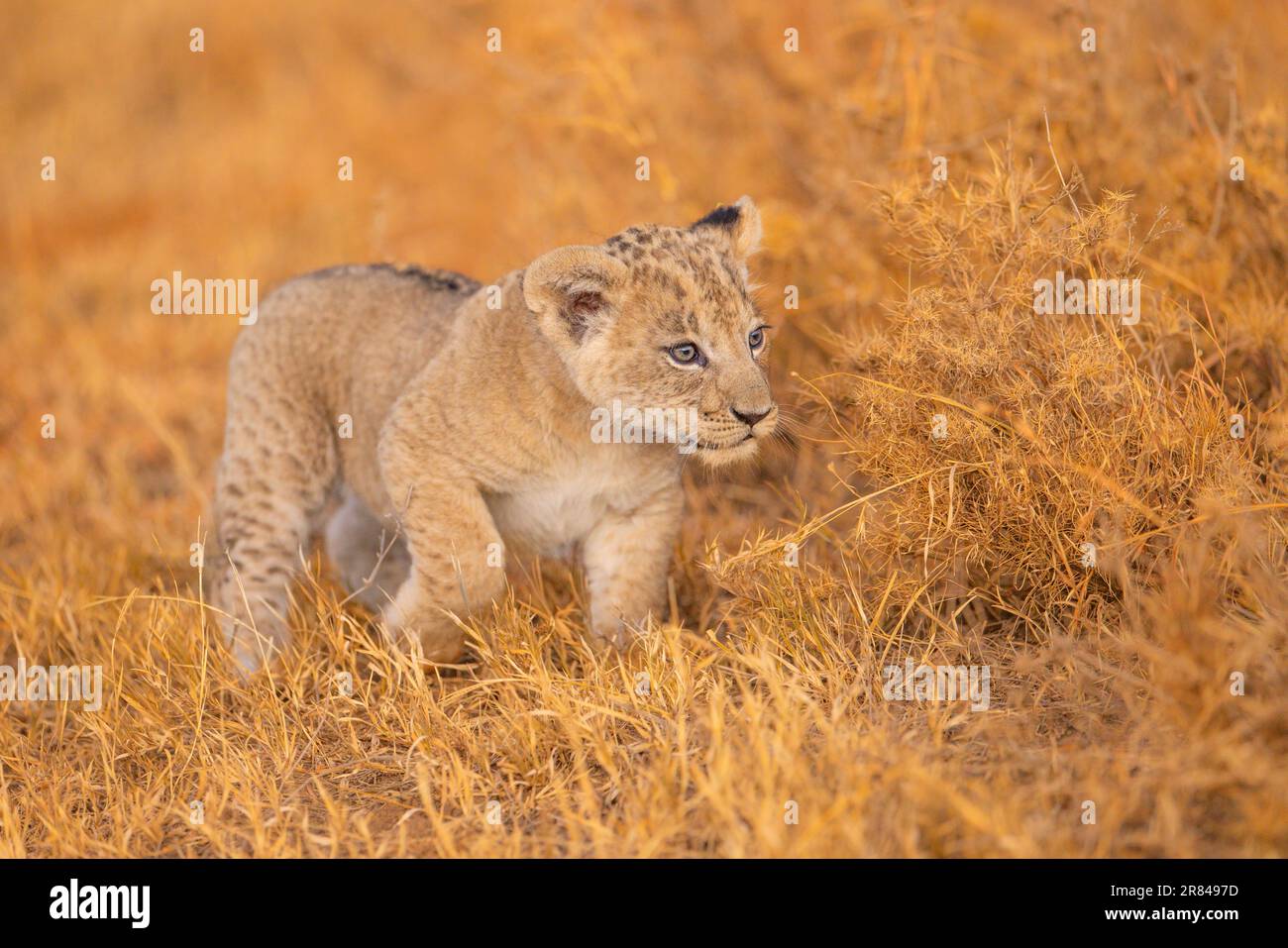 The cute cubs come out of the bush under the watchful eye of their mum ...