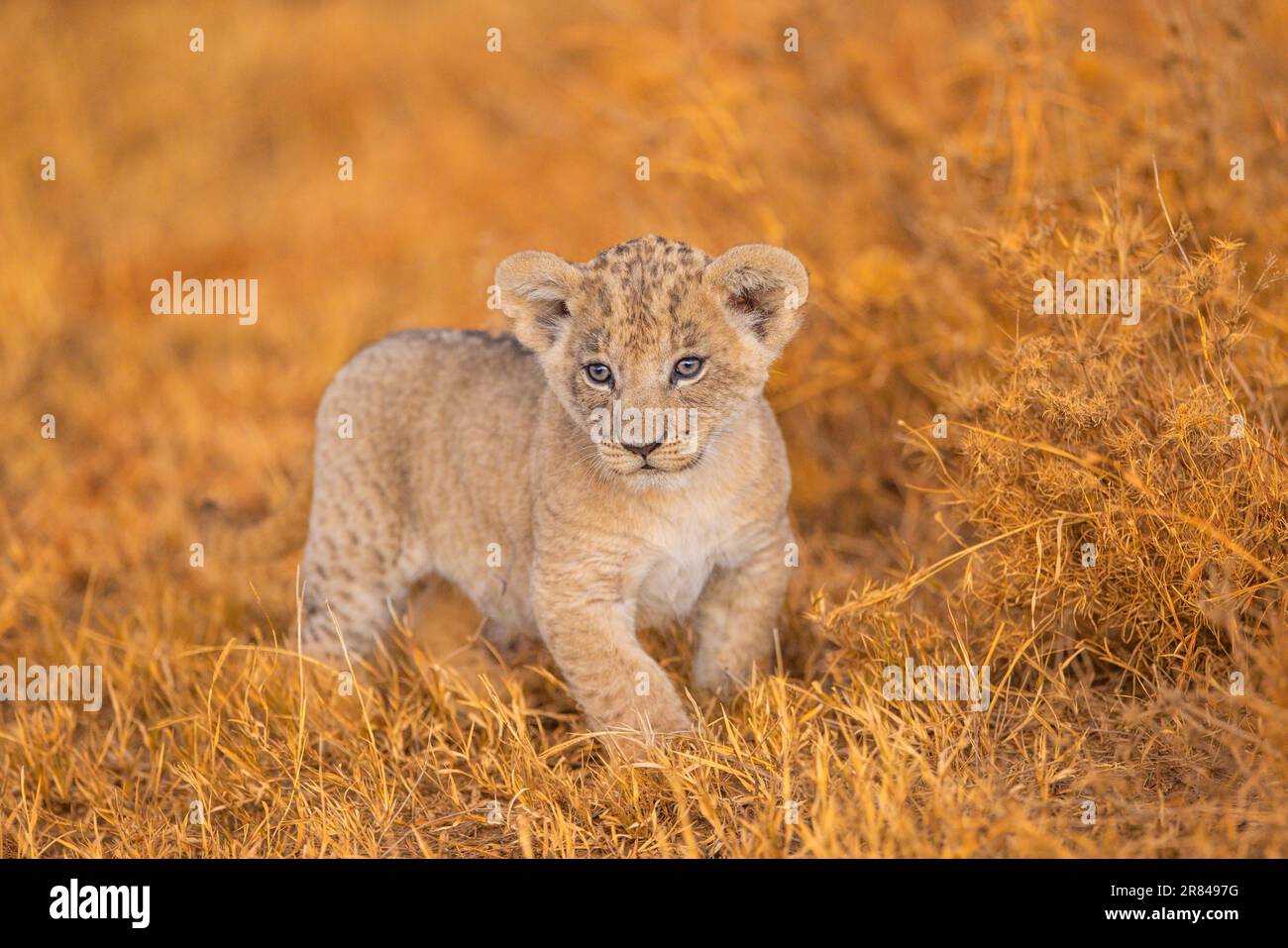 The inquisitive little cub. Ol Pejeta conservancy, Kenya: ADORABLE ...