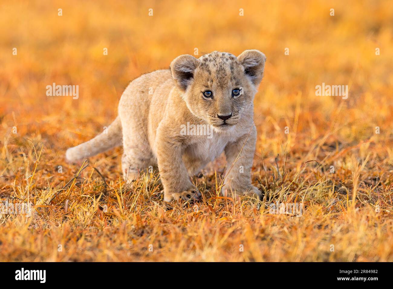 The curious cub frolics around in the sunshine. Ol Pejeta conservancy ...