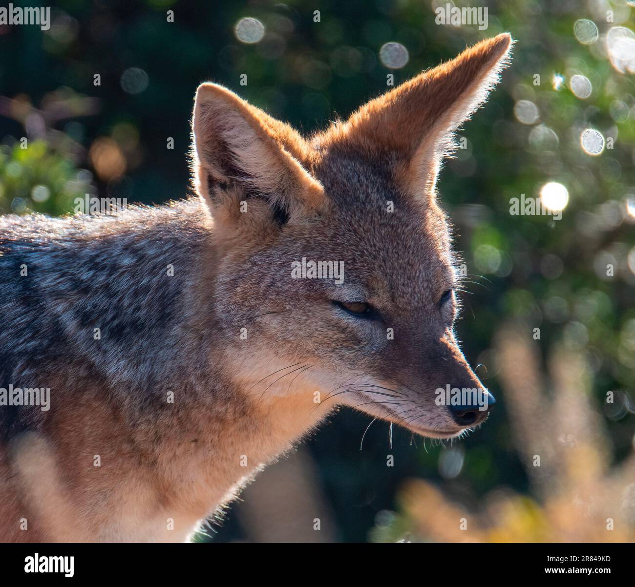 Male jackal hi-res stock photography and images - Alamy