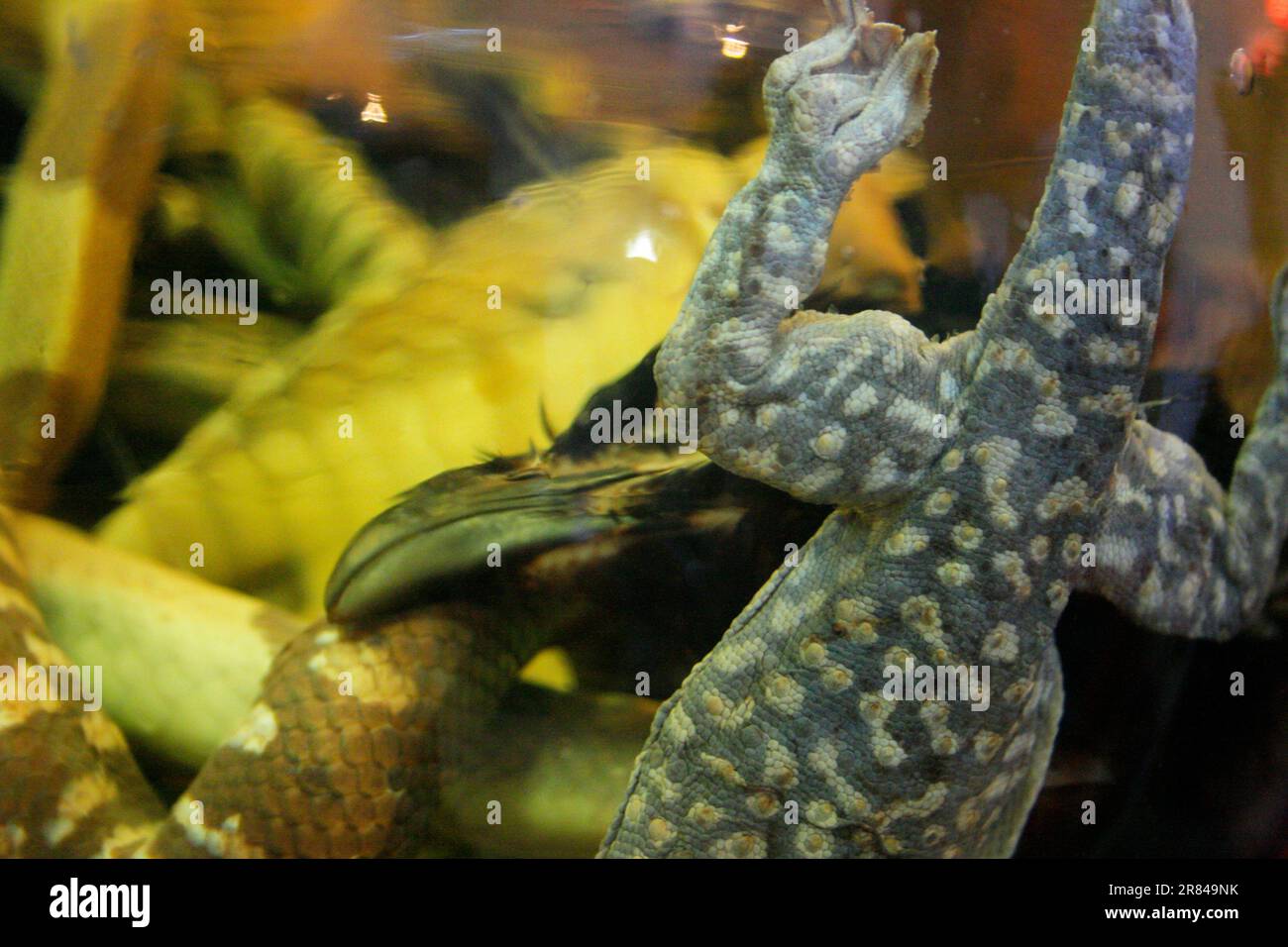 Close up on a glass jar with homemade alcohol made with lizards, snakes ...