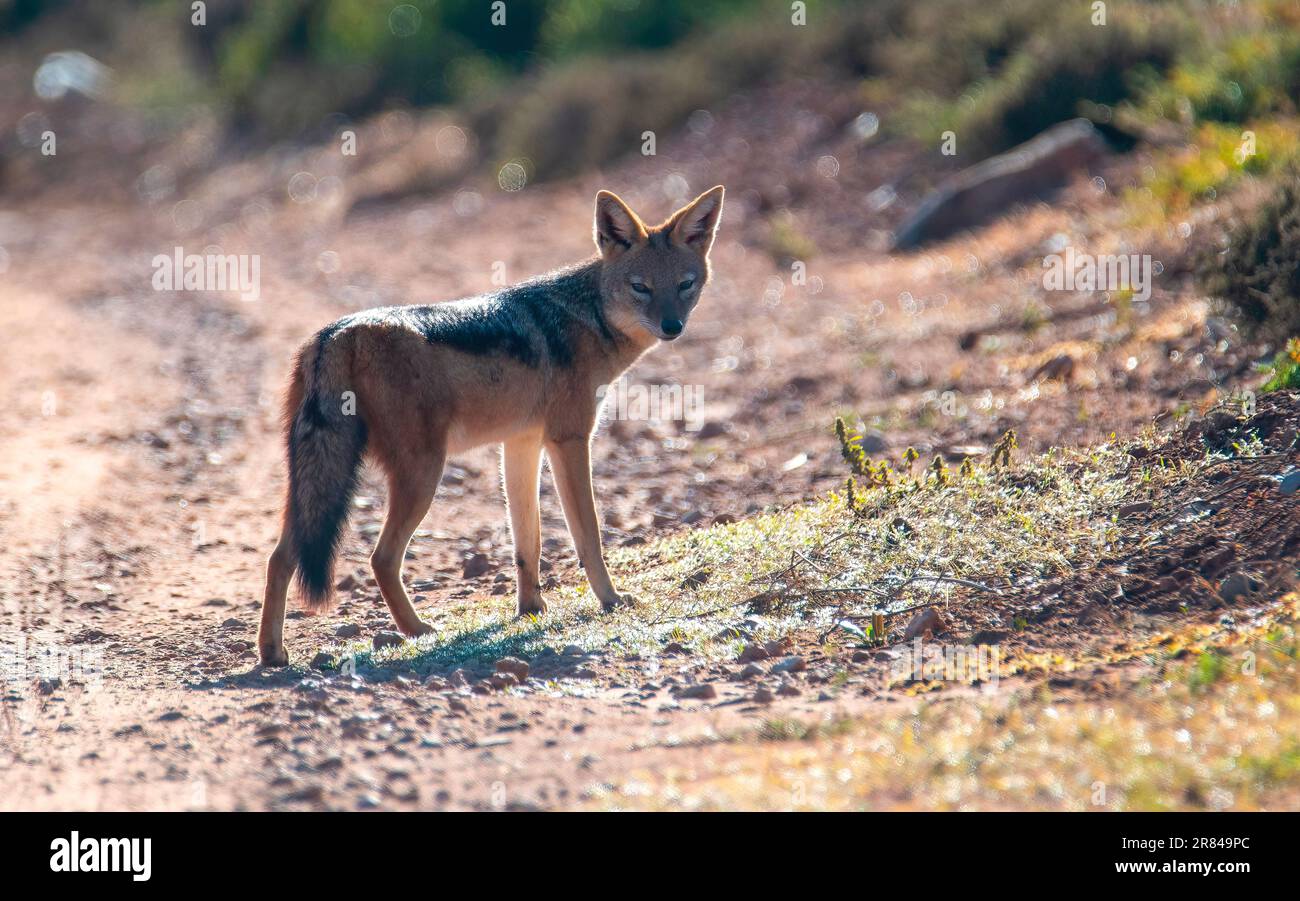 Glance over shoulder hi-res stock photography and images - Alamy