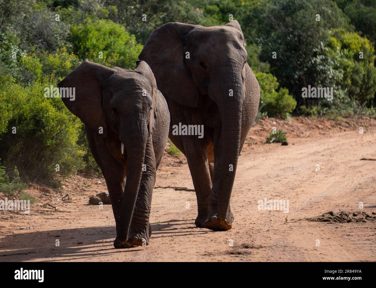 In sync elephants. Two female elephants walking together on Gorah loop ...