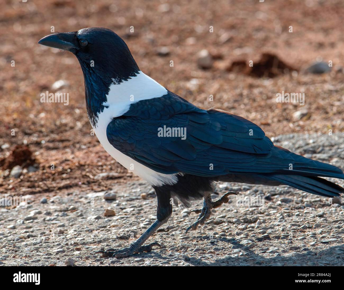 Strutting his stuff. A brazen adult pied crow (Corvus albus) struts on ...