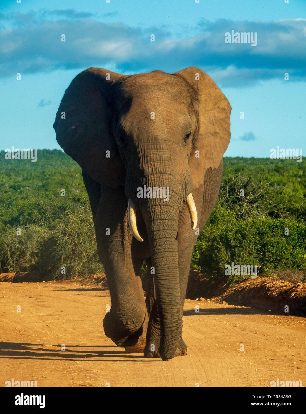 Elephant bull in road hi-res stock photography and images - Alamy