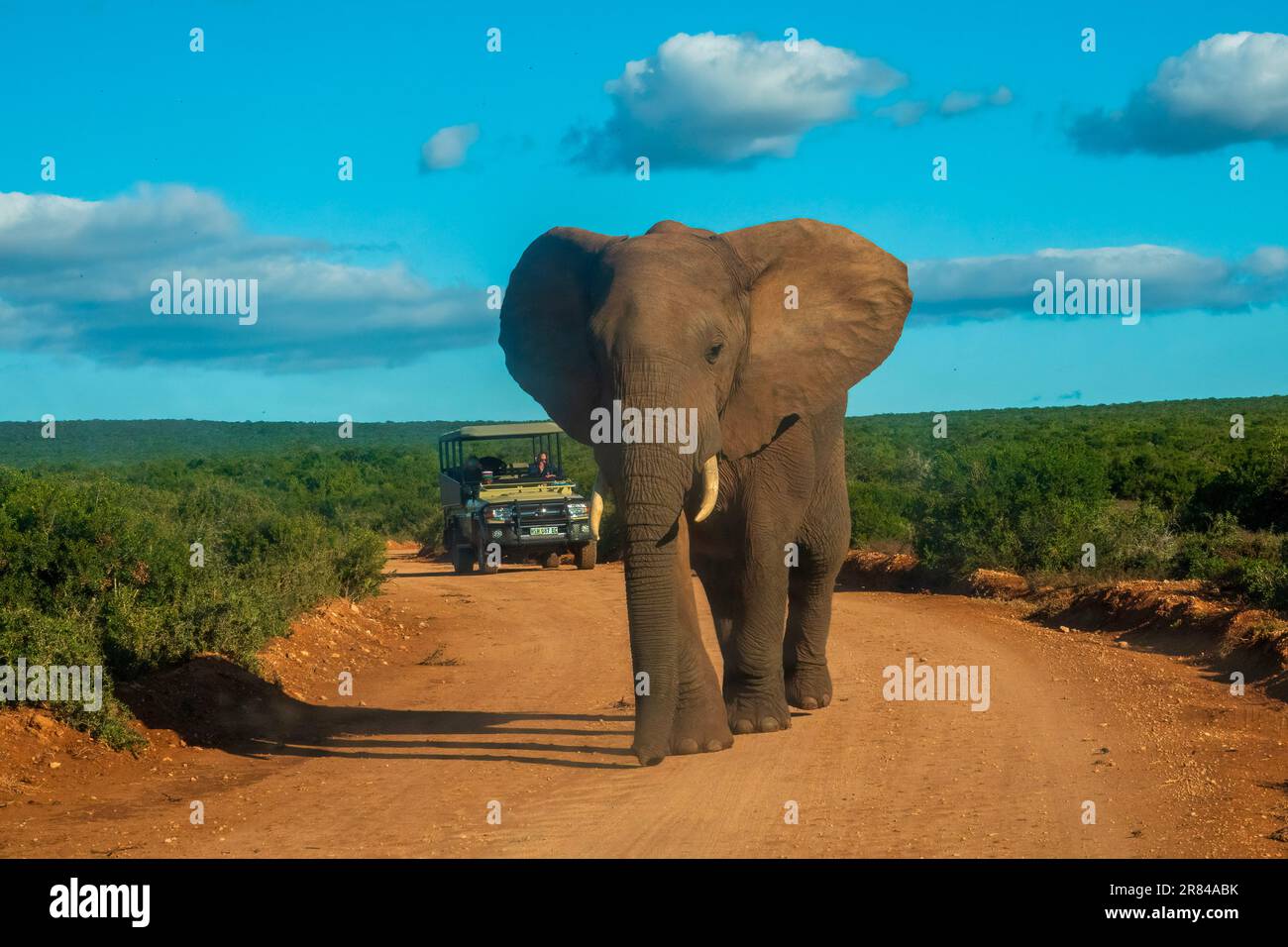 Leading the way. An African Elephant bull in front of a guide's vehicle ...
