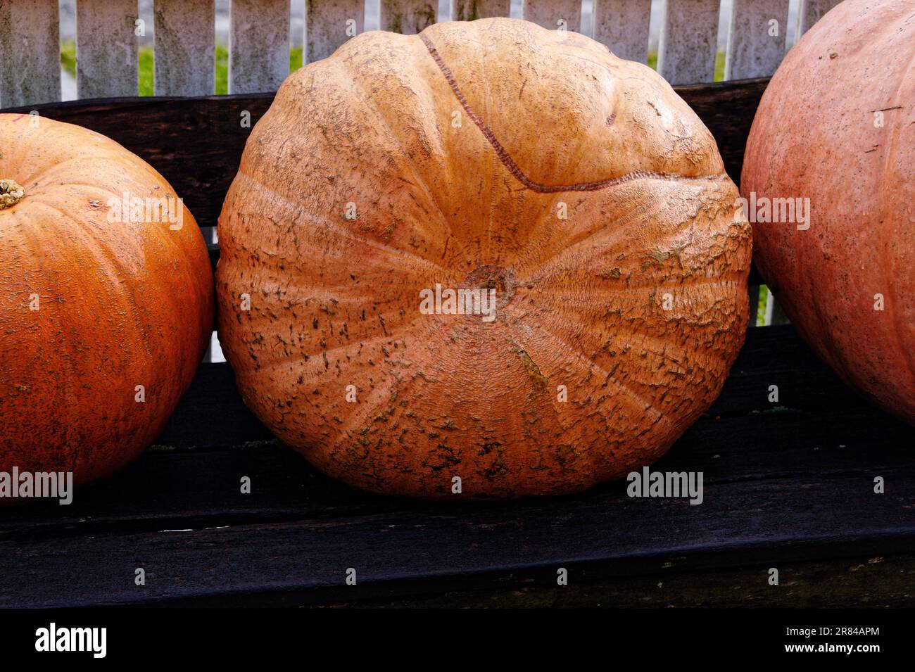 Some very large pumpkins are sitting on a bench. Pumpkins are actually ...