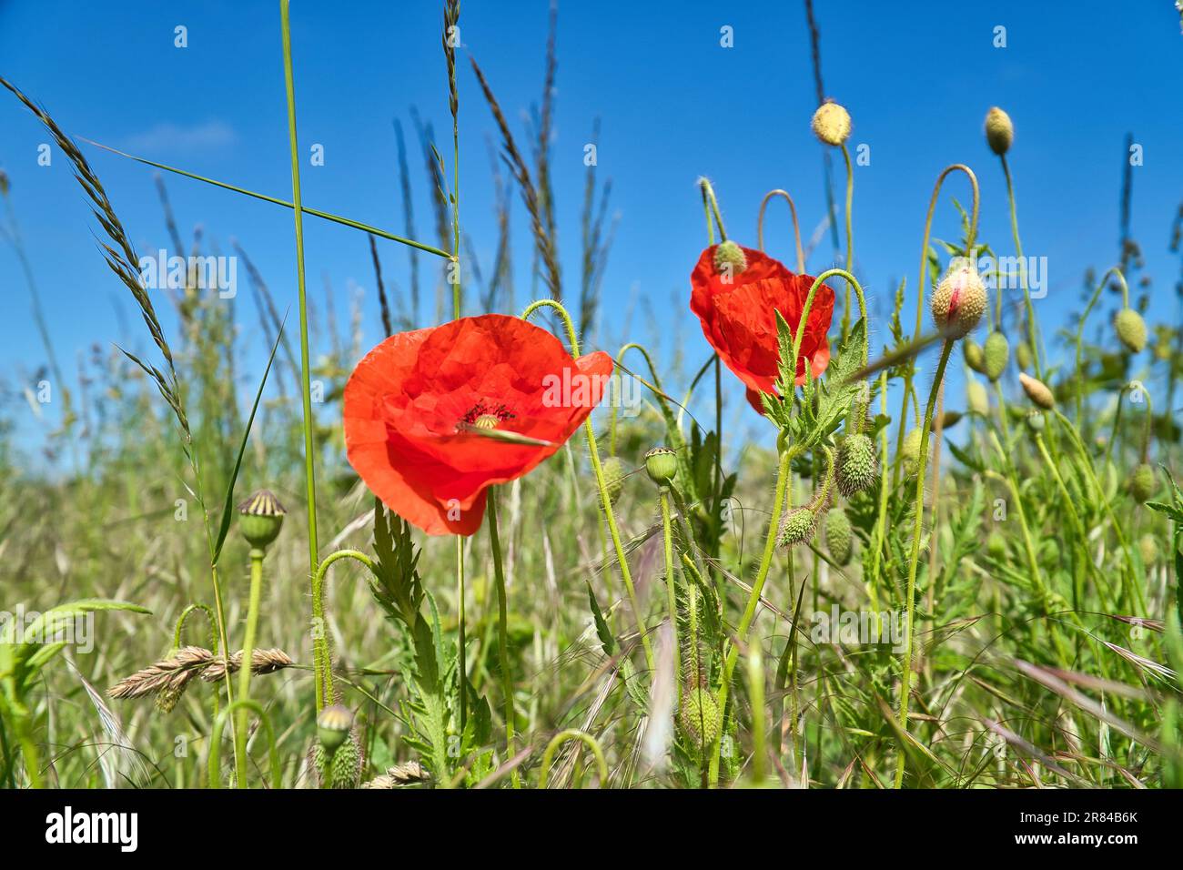 Poppy flower in cornfield. Red petals in green field. Agriculture on ...