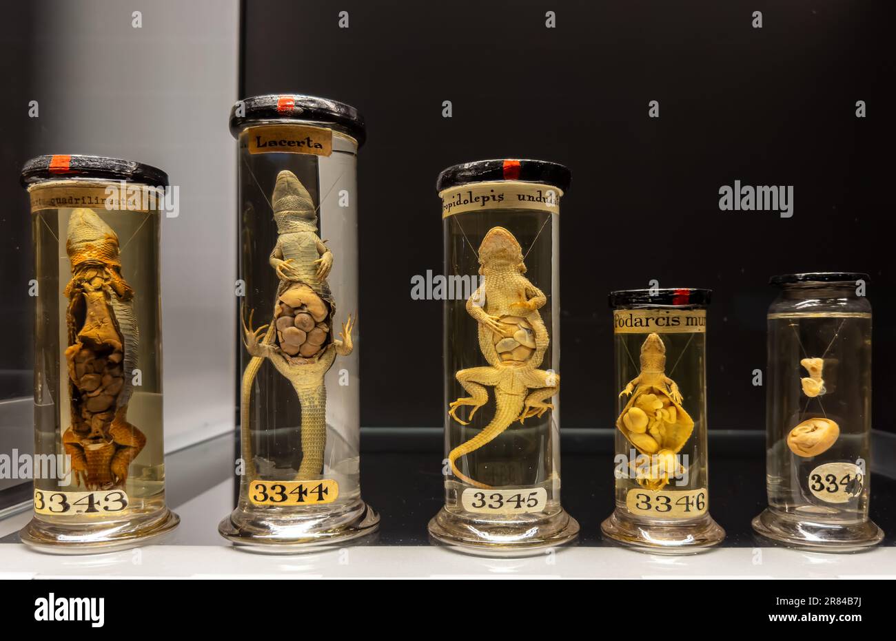 Specimen jars museum of hi-res stock photography and images - Alamy