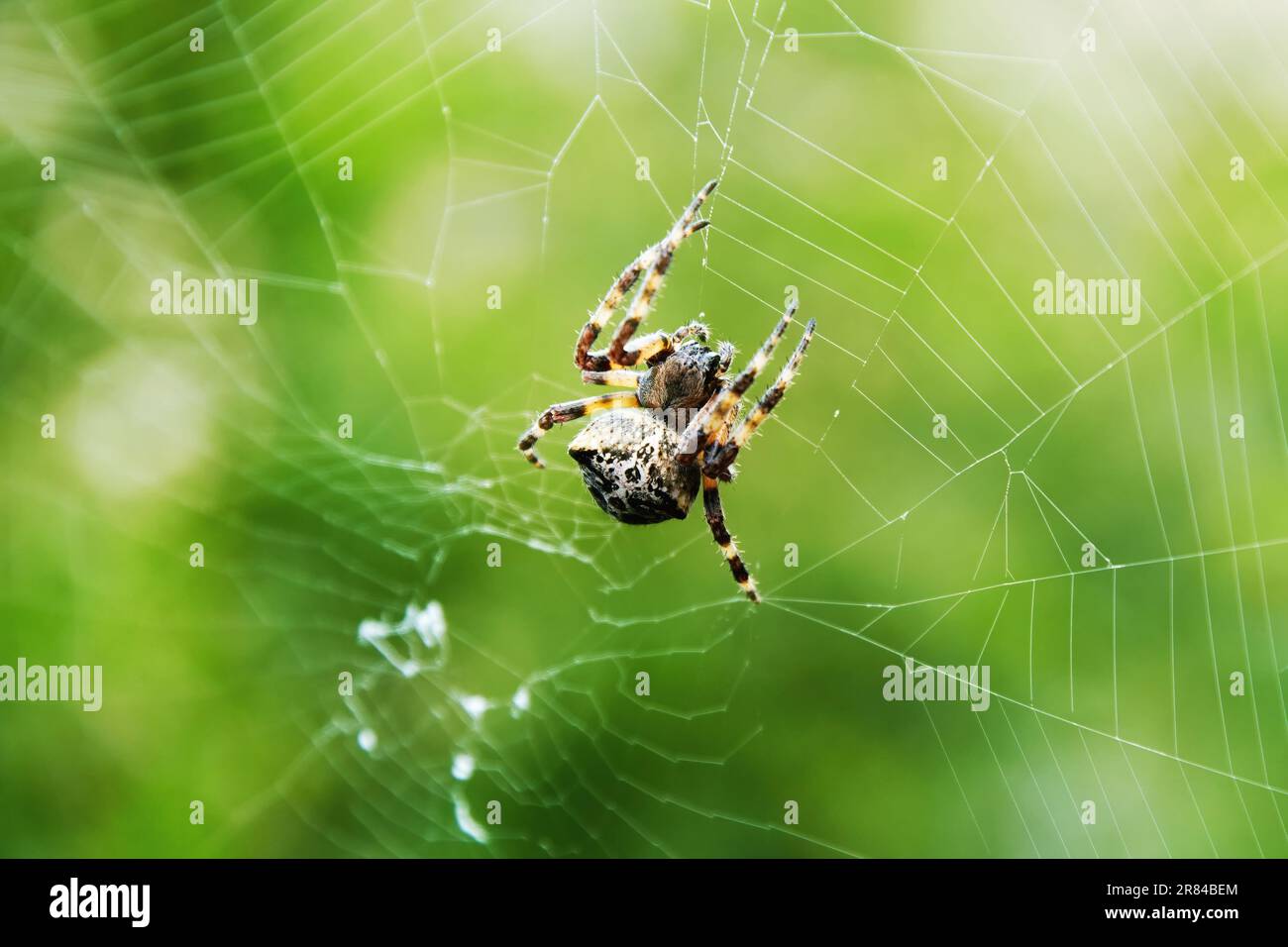 Big araneus cross spider crawling on the web in the forest. Green ...