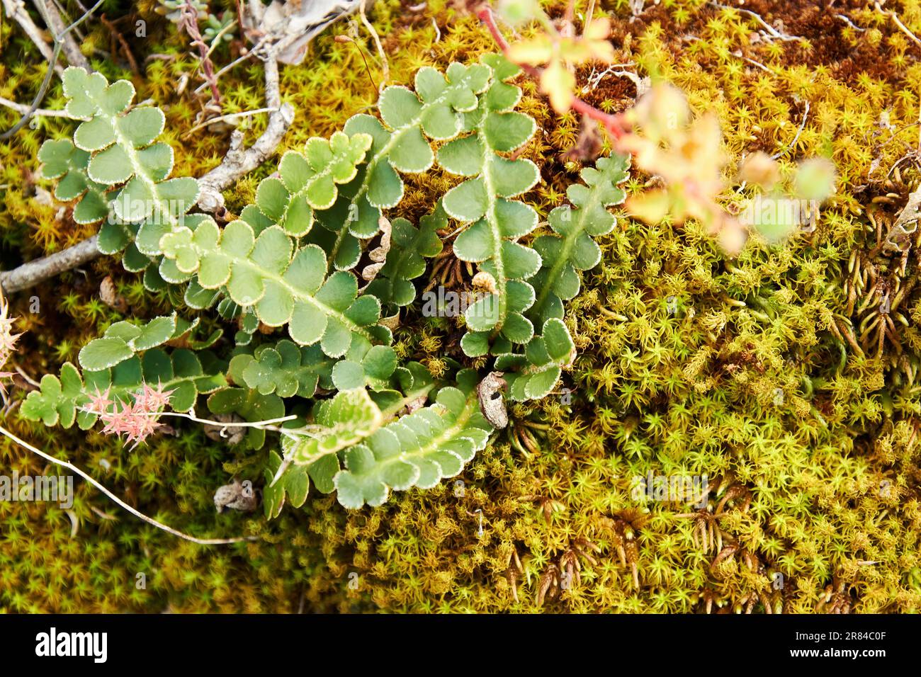 Asplenium plant growth on the moss. Wild nature backgrounds Stock Photo ...
