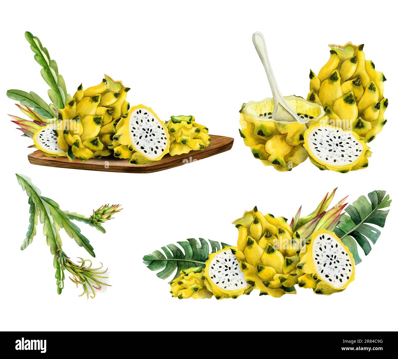 Yellow pitahaya dragon fruit watercolor illustration collection with ...