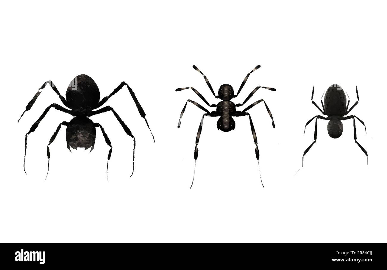 set vector illustration of magic black evil spider halloween concept ...