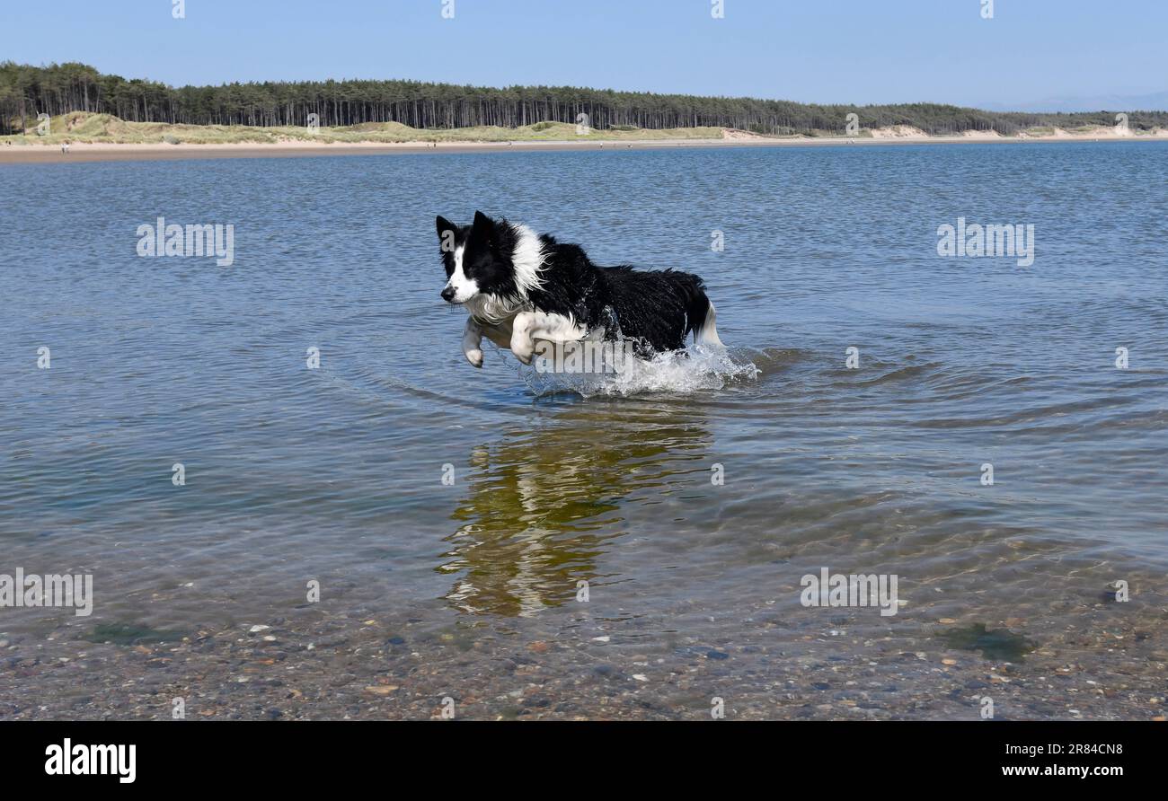 Border collie dog cooling off in the sea in Anglesey, Wales, Uk Stock ...