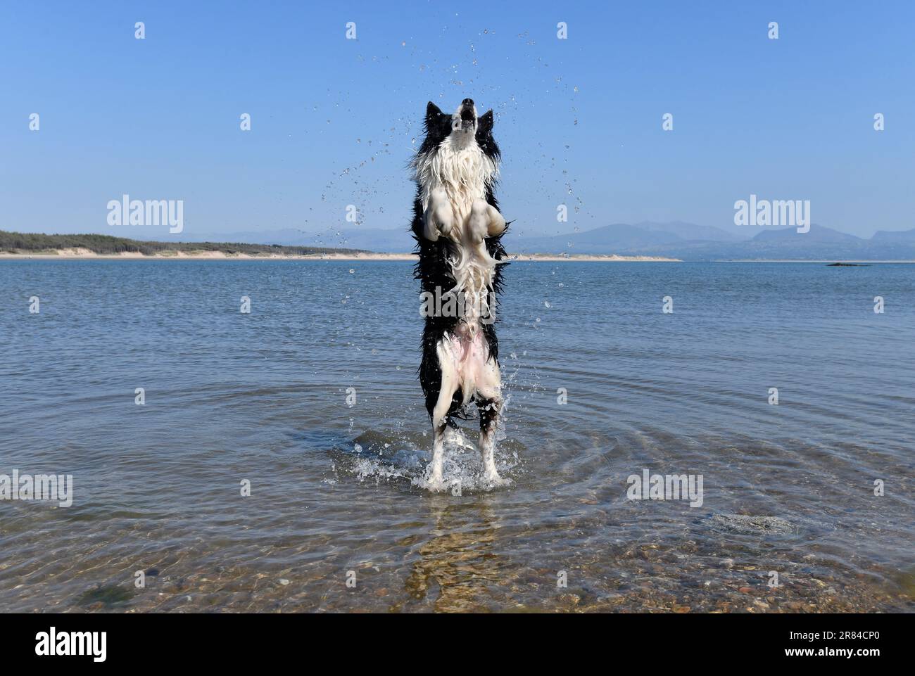 Border collie dog cooling off in the sea in Anglesey, Wales, Uk Stock ...
