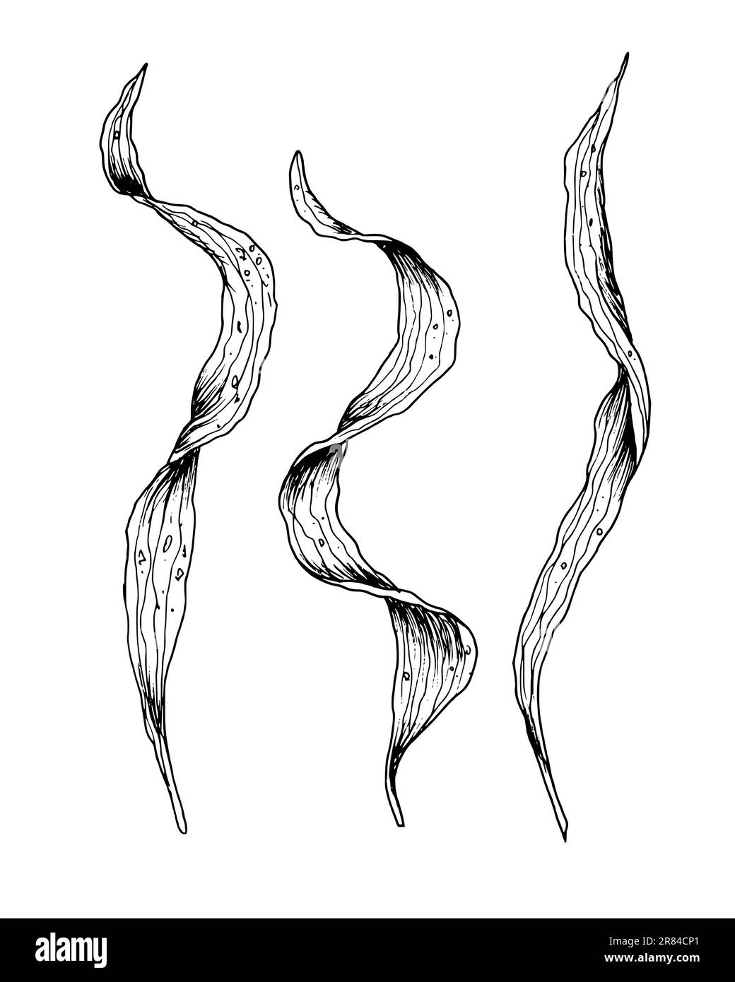 Set of Seaweeds. Hand drawn Vector illustration of Algae and laminaria ...