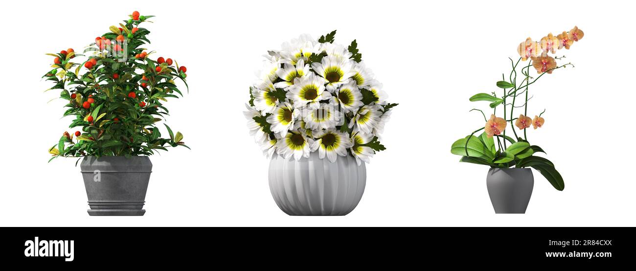 decorative flower in a pot isolated on white background, 3D ...