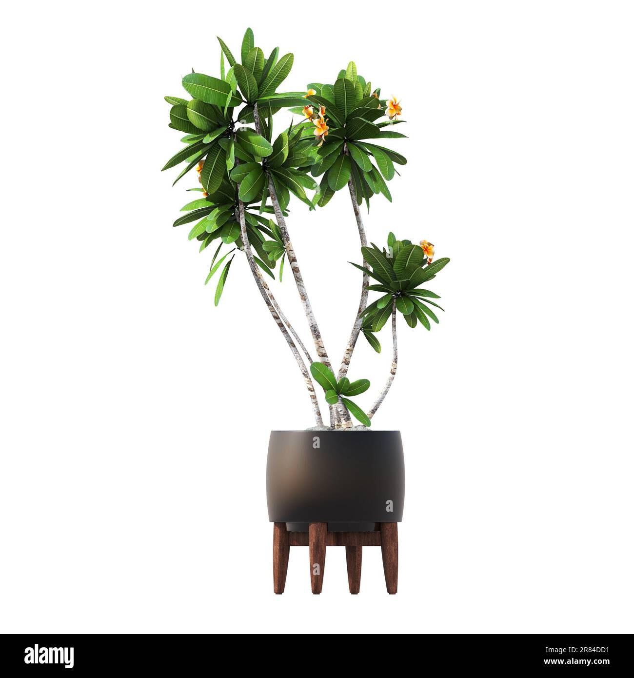 decorative flower in a pot isolated on white background, 3D ...