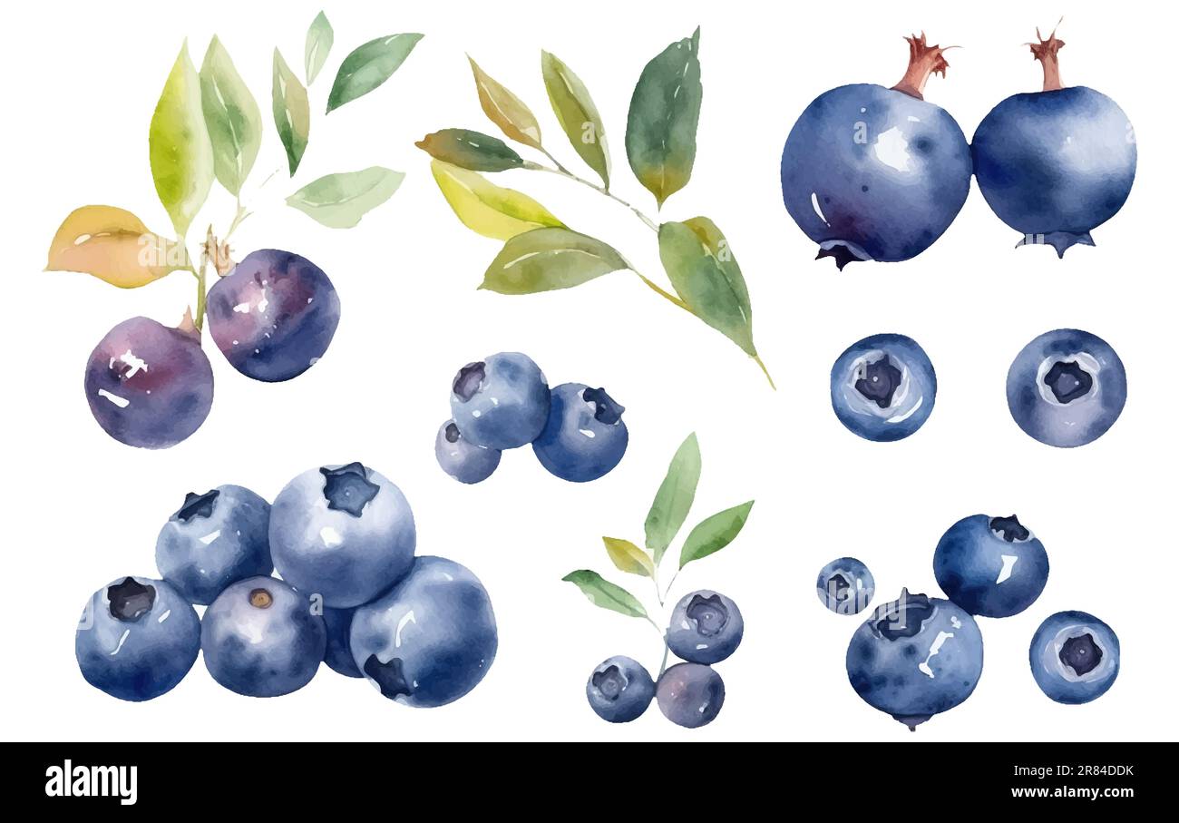 set vector watercolor illustration of ripe blueberry isolated on white ...