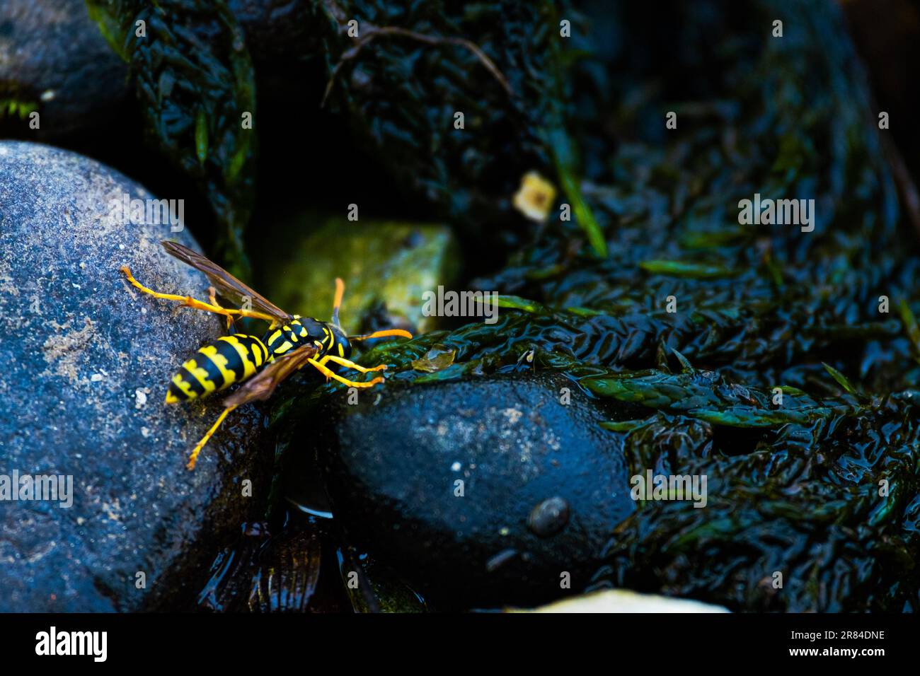 Photographie animale hi-res stock photography and images - Alamy