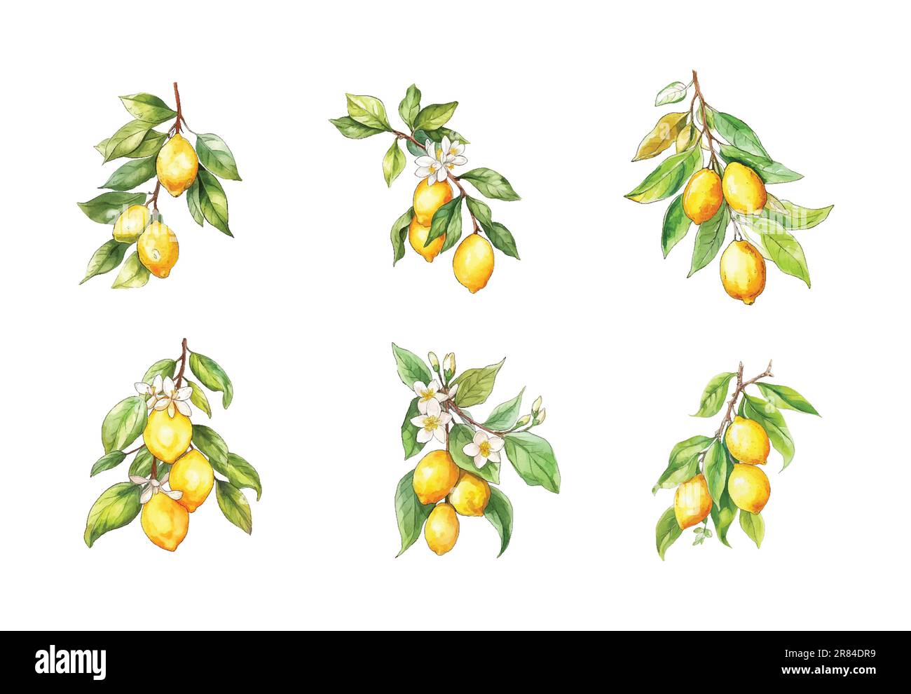 Summer set with lemon branch. Design elements with citrus fruits ...