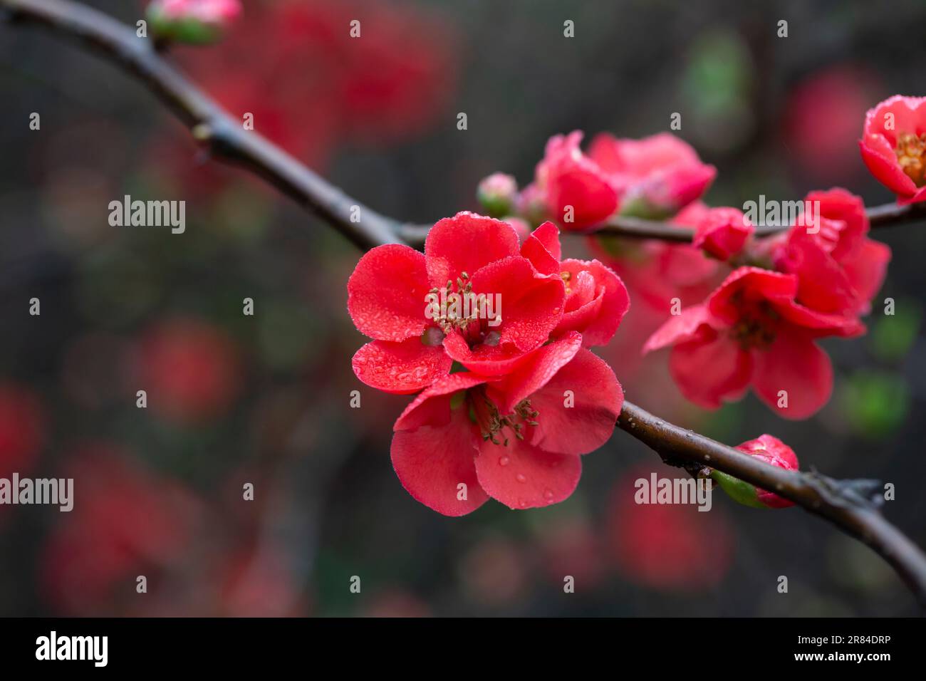 Detail of pretty red flowers of a Japanese quince Chaenomeles japonica ...