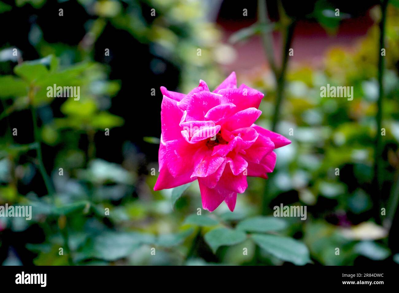 A beauty full pink flower Stock Photo - Alamy