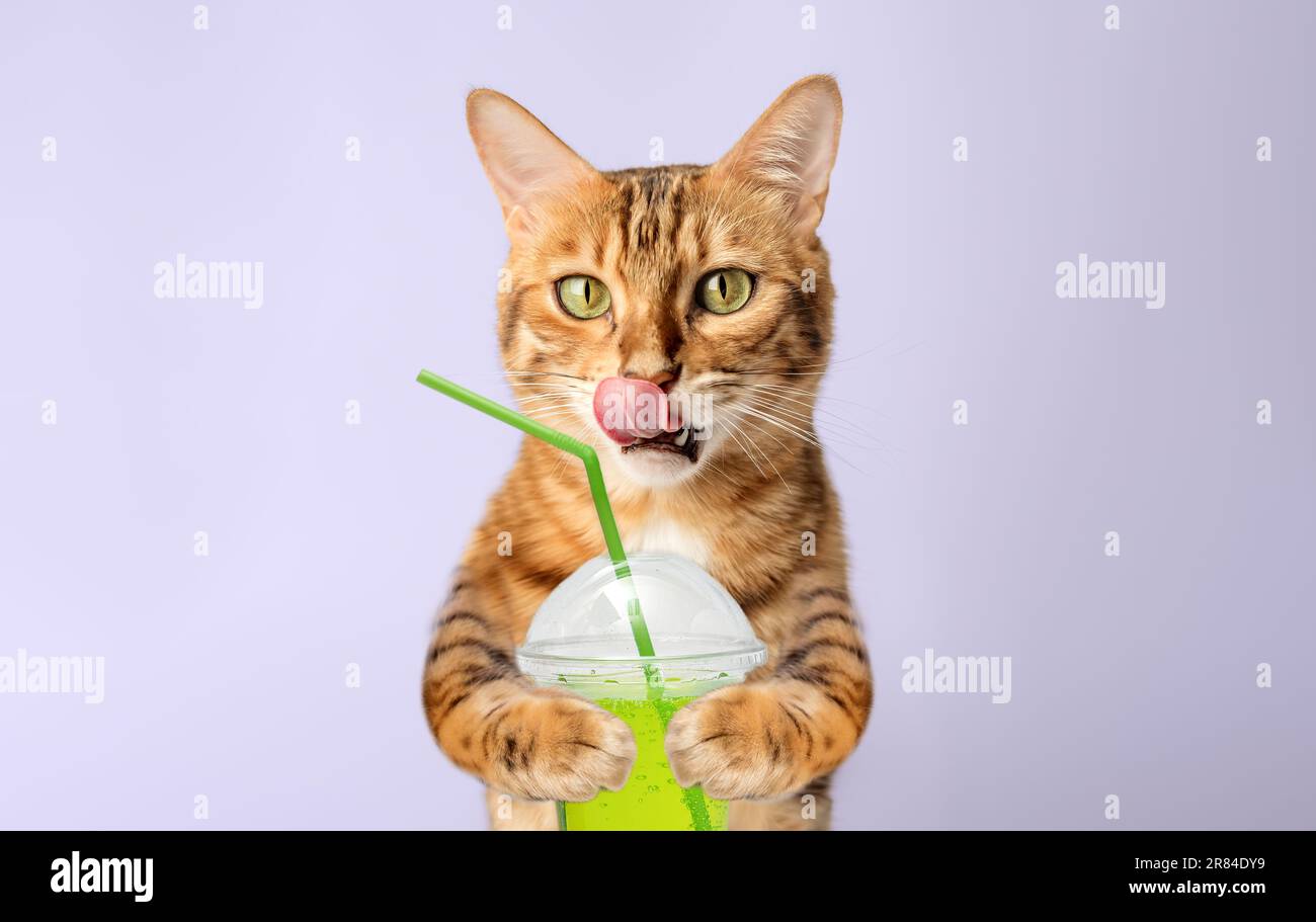 Charming Bengal cat with orange juice in its paws on a purple ...