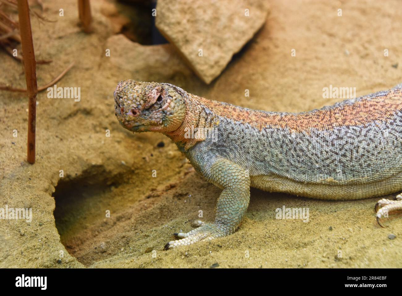 An African spiketail lizard (Uromastyx acanthinura) laying on a bed of ...