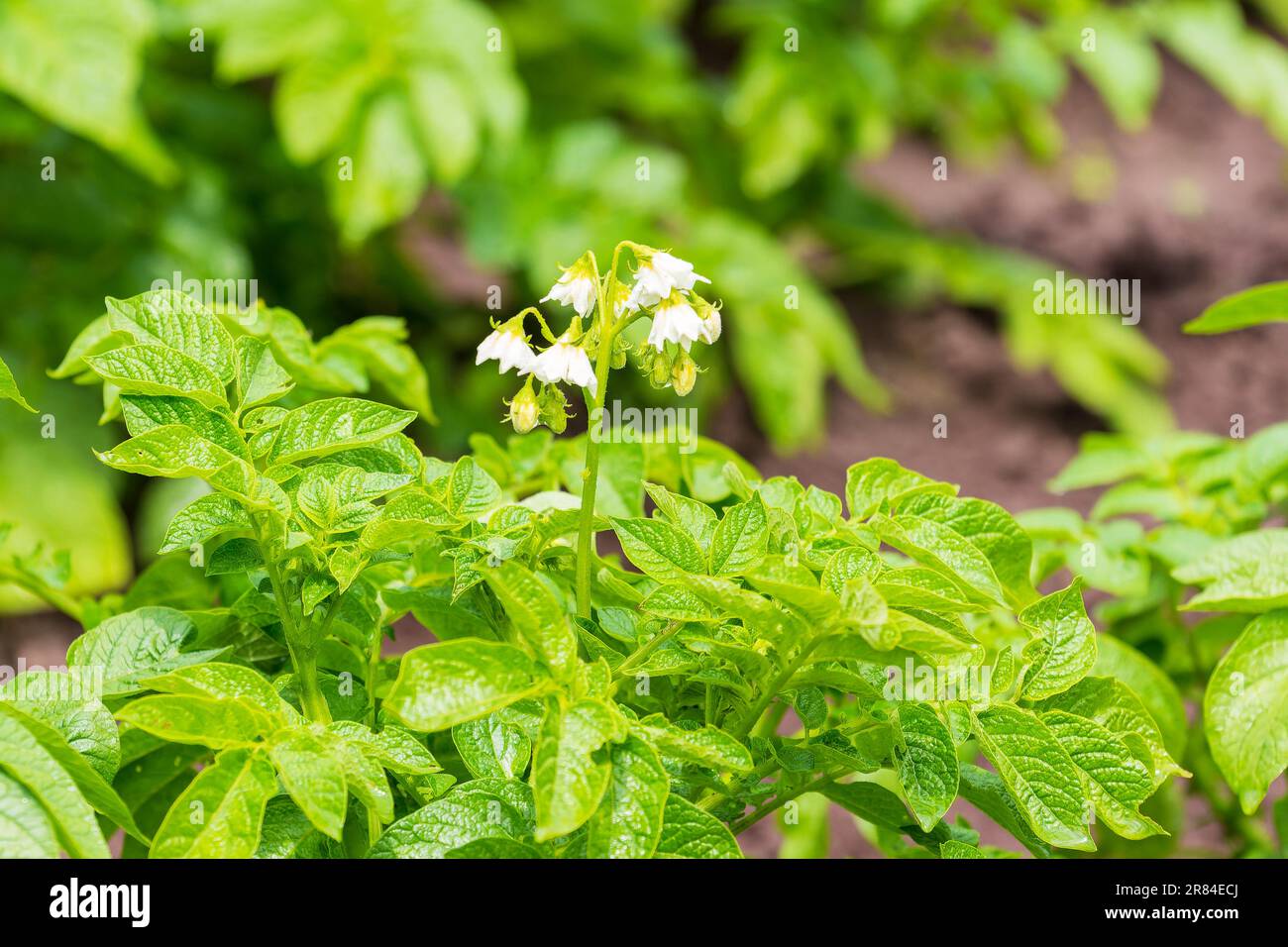 The flowering of the potato plant. Close-up Stock Photo - Alamy