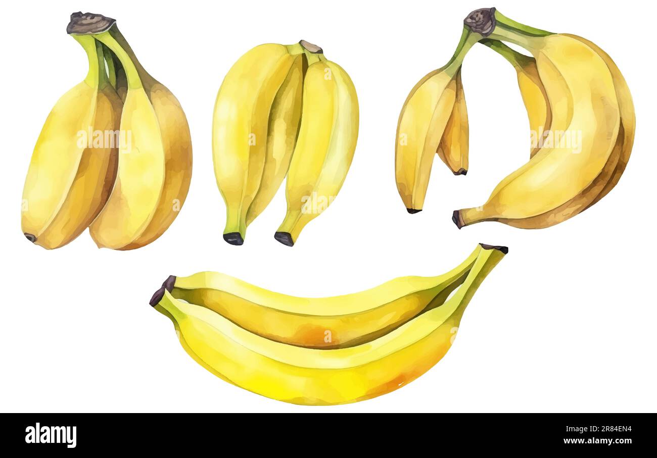 set vector watercolor illustration of ripe bananas isolated on white ...