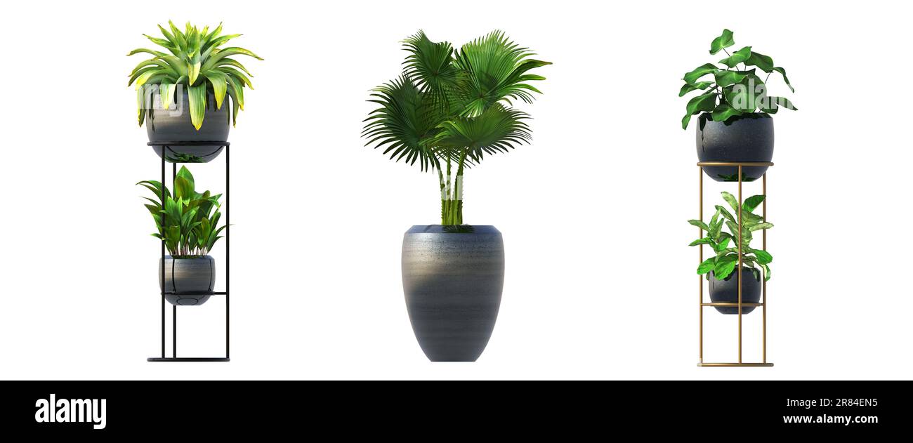 decorative flower in a pot isolated on white background, 3D ...