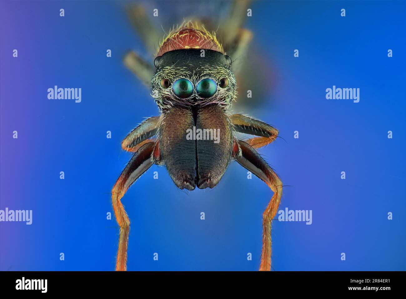 Ant facts hi-res stock photography and images - Alamy