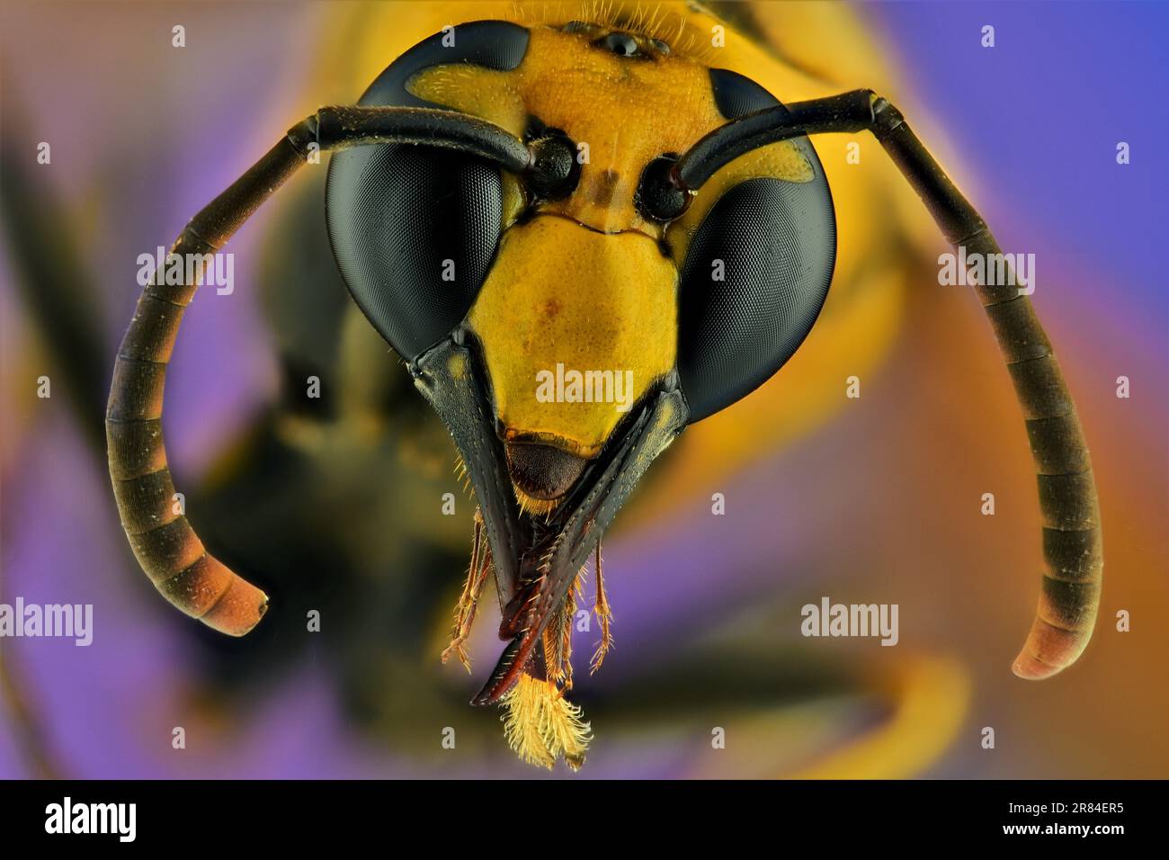 Wasp - extreme macro photography done at Galle Sri Lanka Stock Photo ...