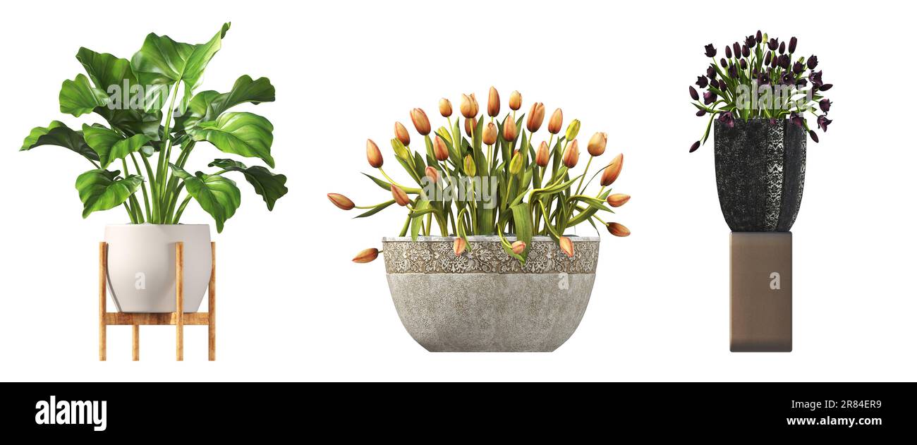 decorative flower in a pot isolated on white background, 3D ...