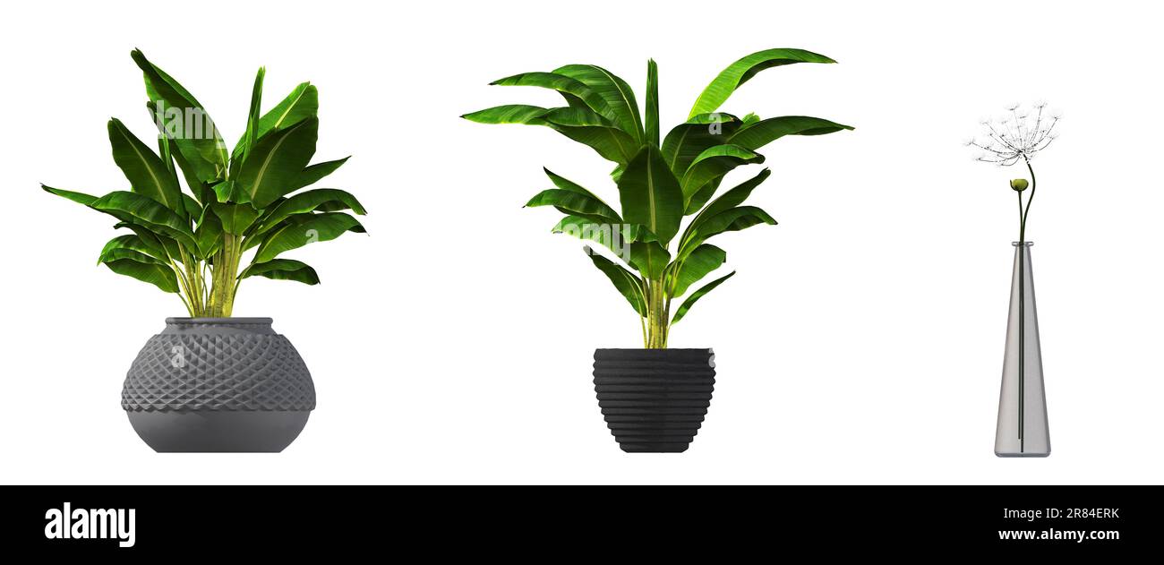 decorative flower in a pot isolated on white background, 3D ...