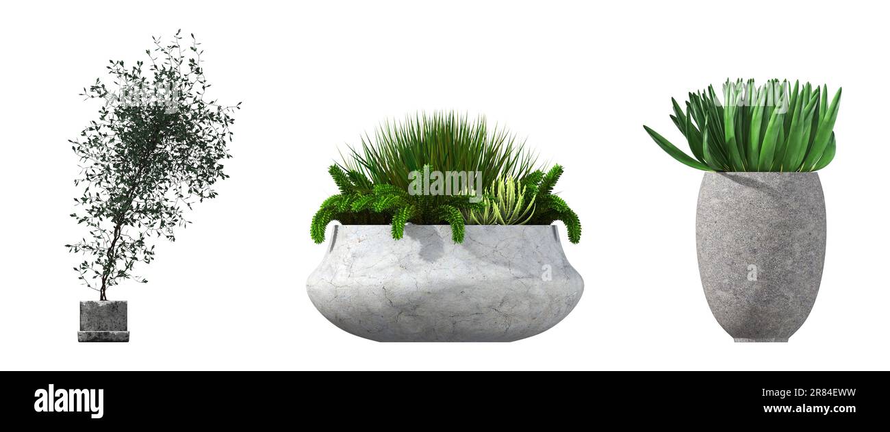 decorative flower in a pot isolated on white background, 3D ...