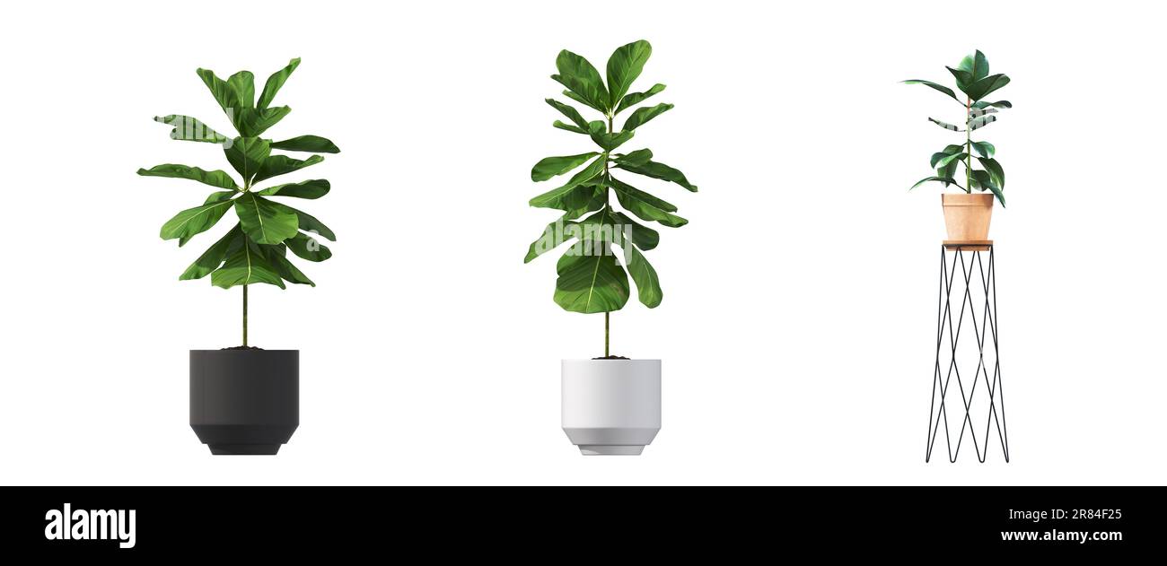 decorative flower in a pot isolated on white background, 3D ...