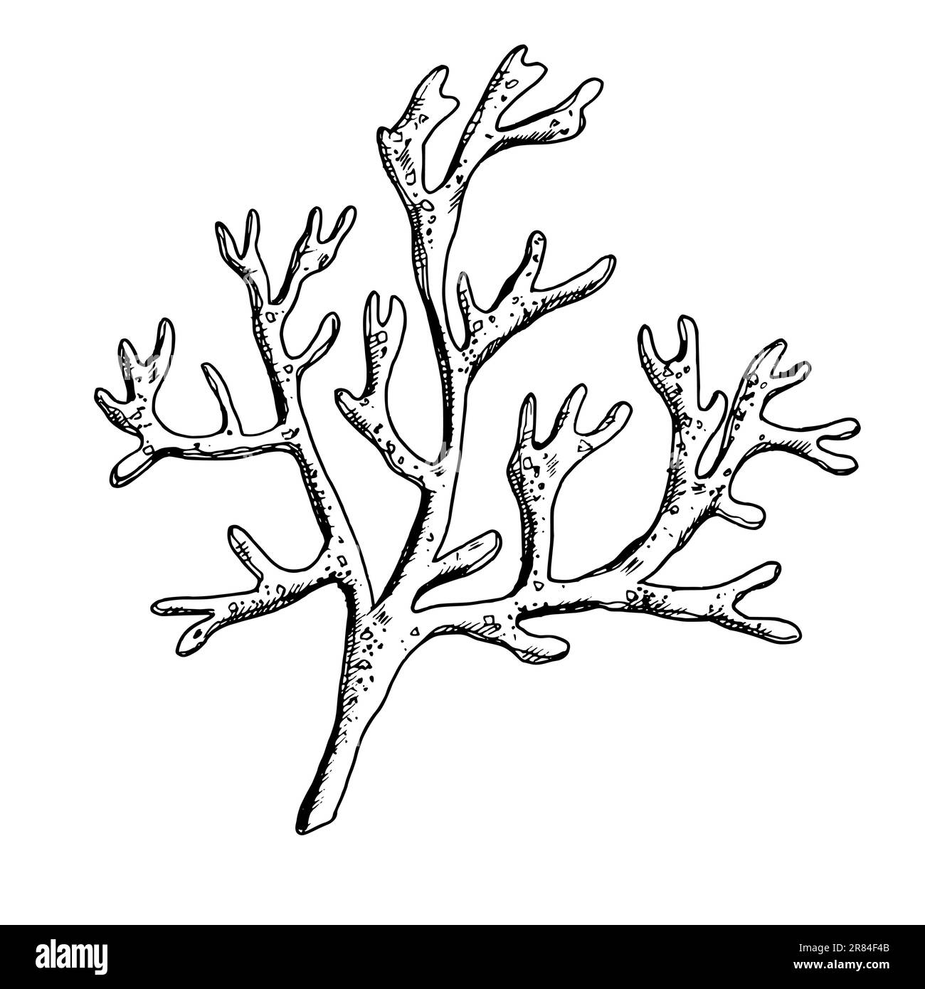 Vector sea Coral. Hand drawn illustration of underwater reef on white ...