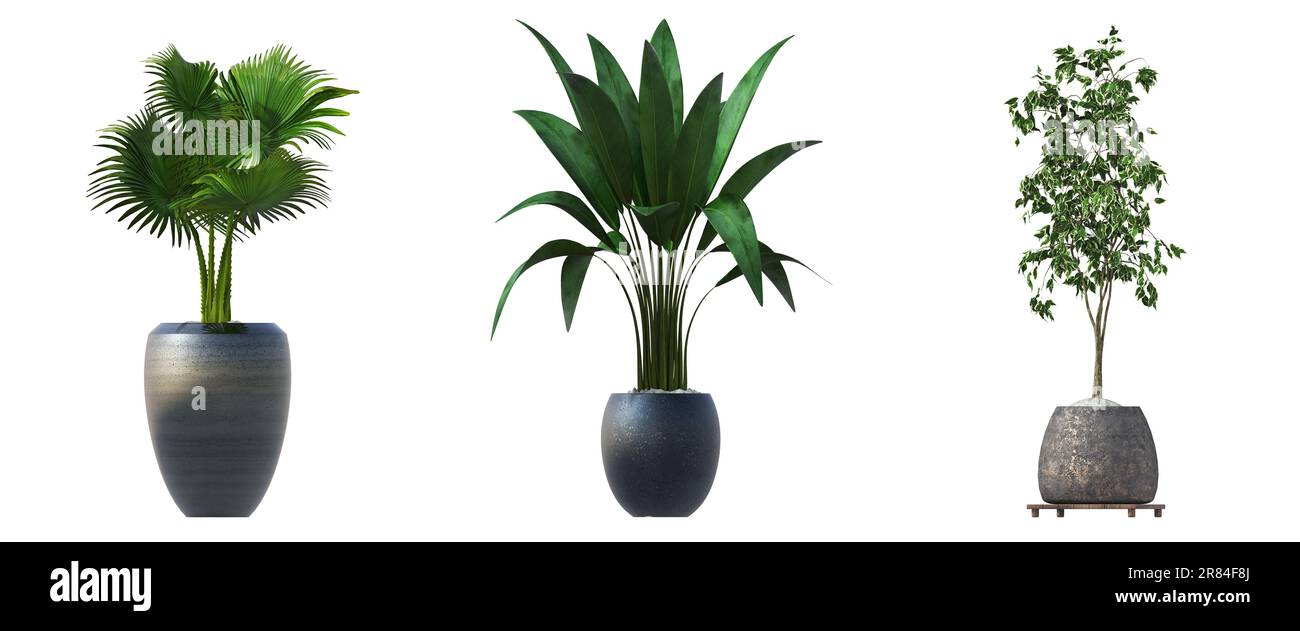 decorative flower in a pot isolated on white background, 3D ...