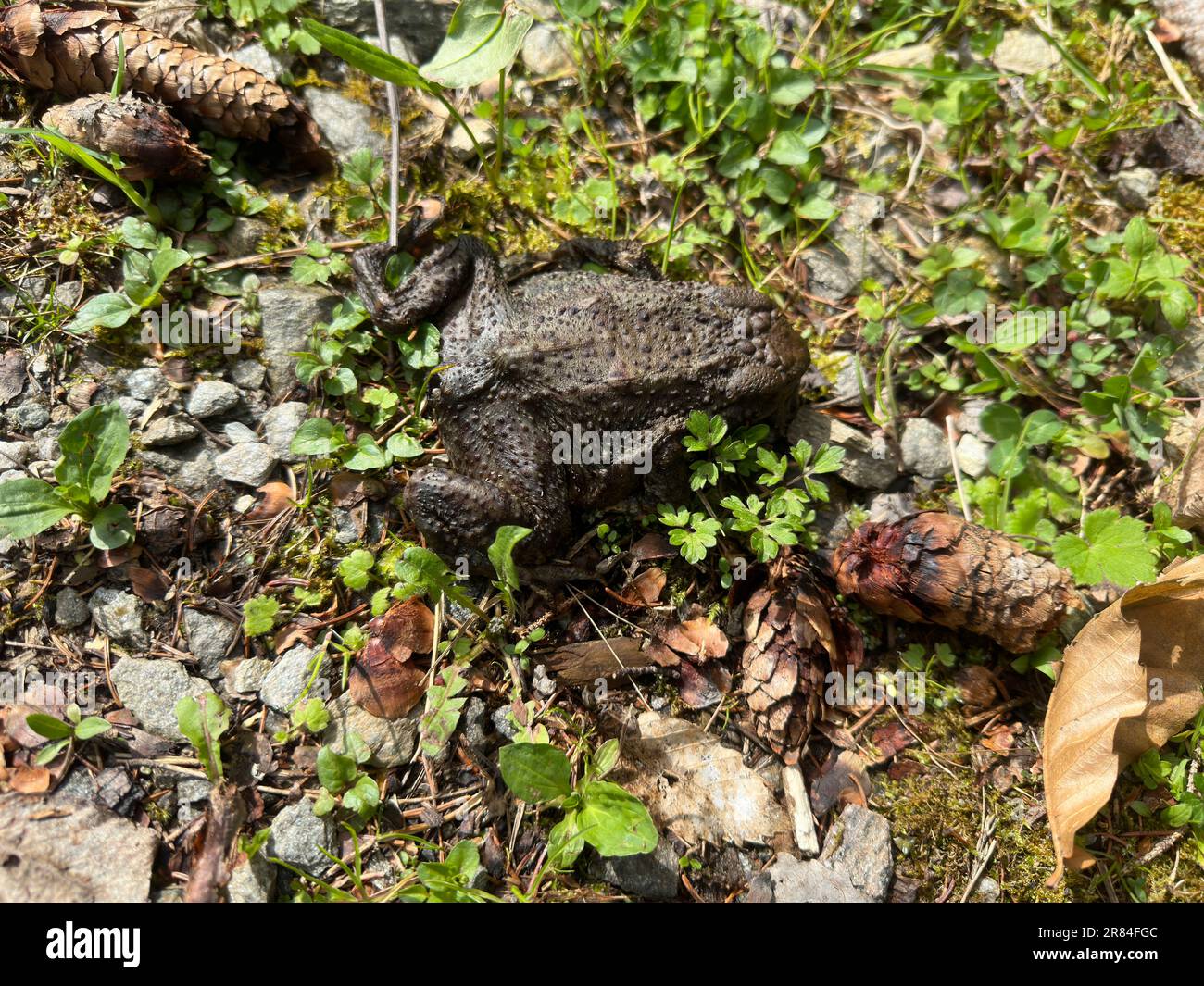Dead toad hi-res stock photography and images - Alamy