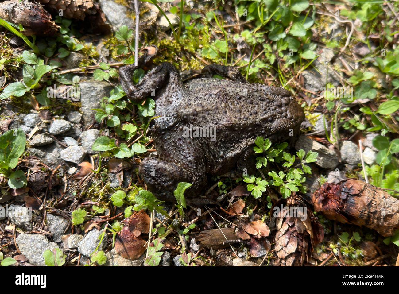 Dead toad hi-res stock photography and images - Alamy
