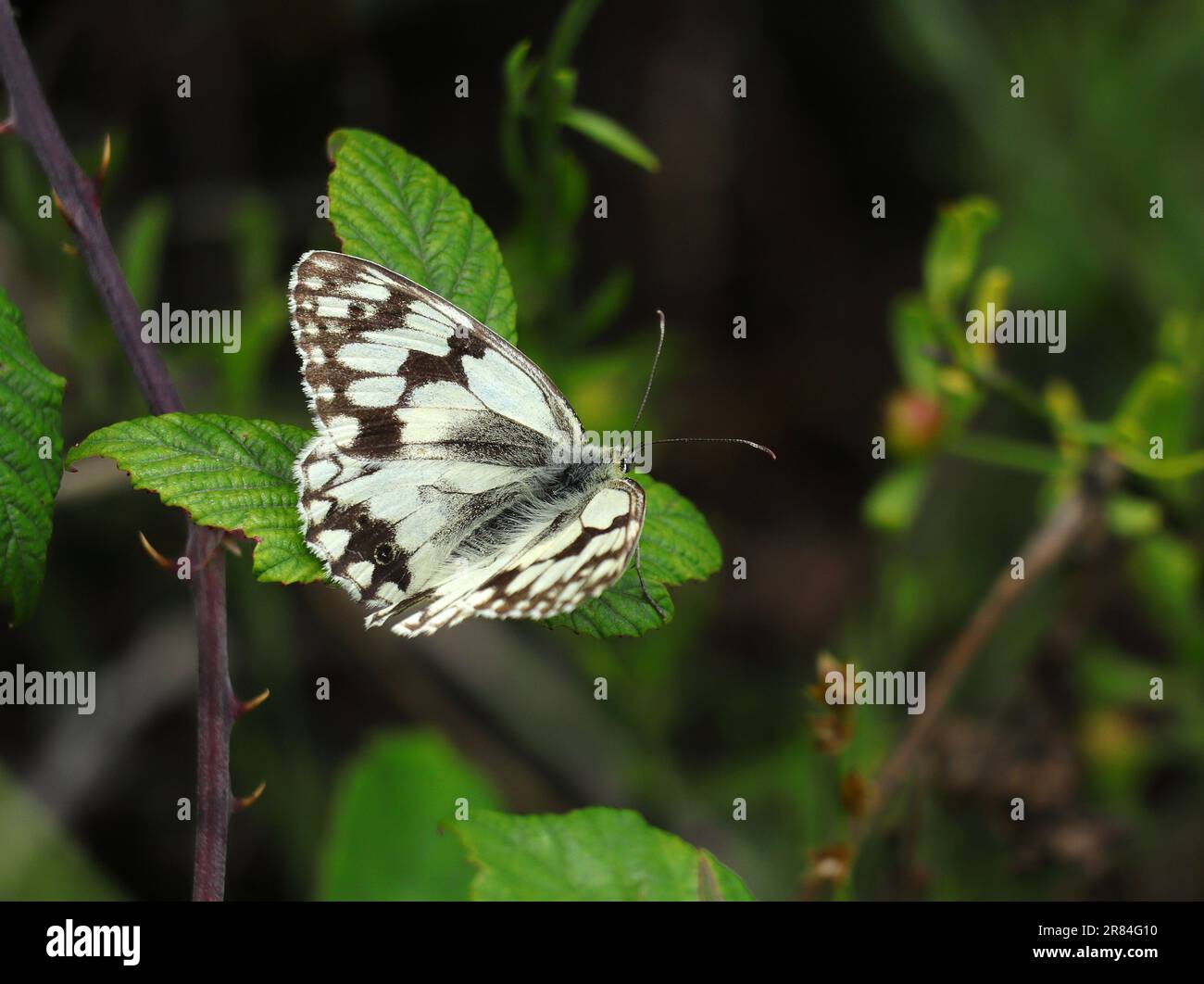 Melanargia lachesis - Iberian marbled white butterfly rarer creamy ...