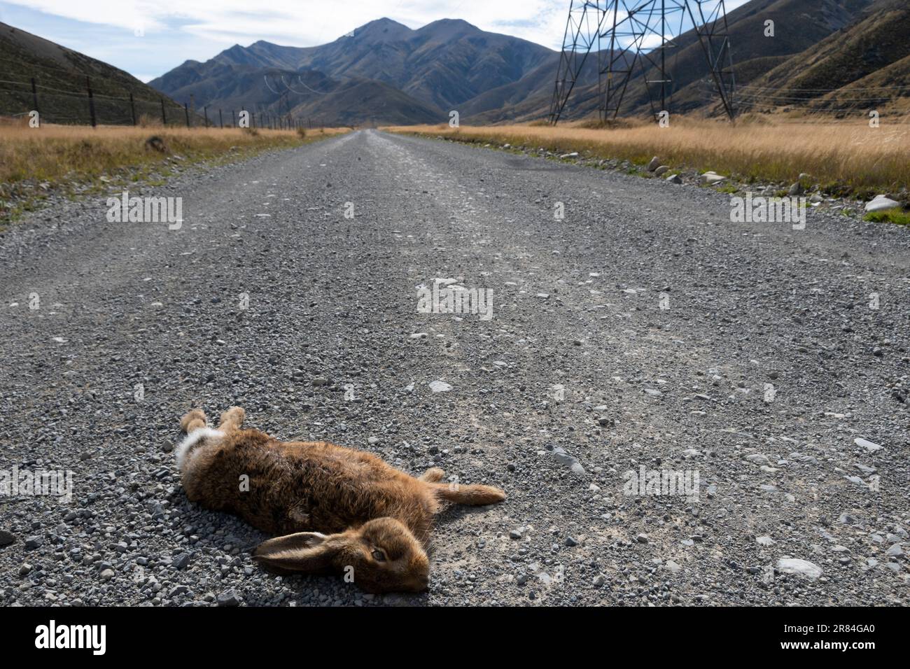 Injured rabbit hi-res stock photography and images - Alamy