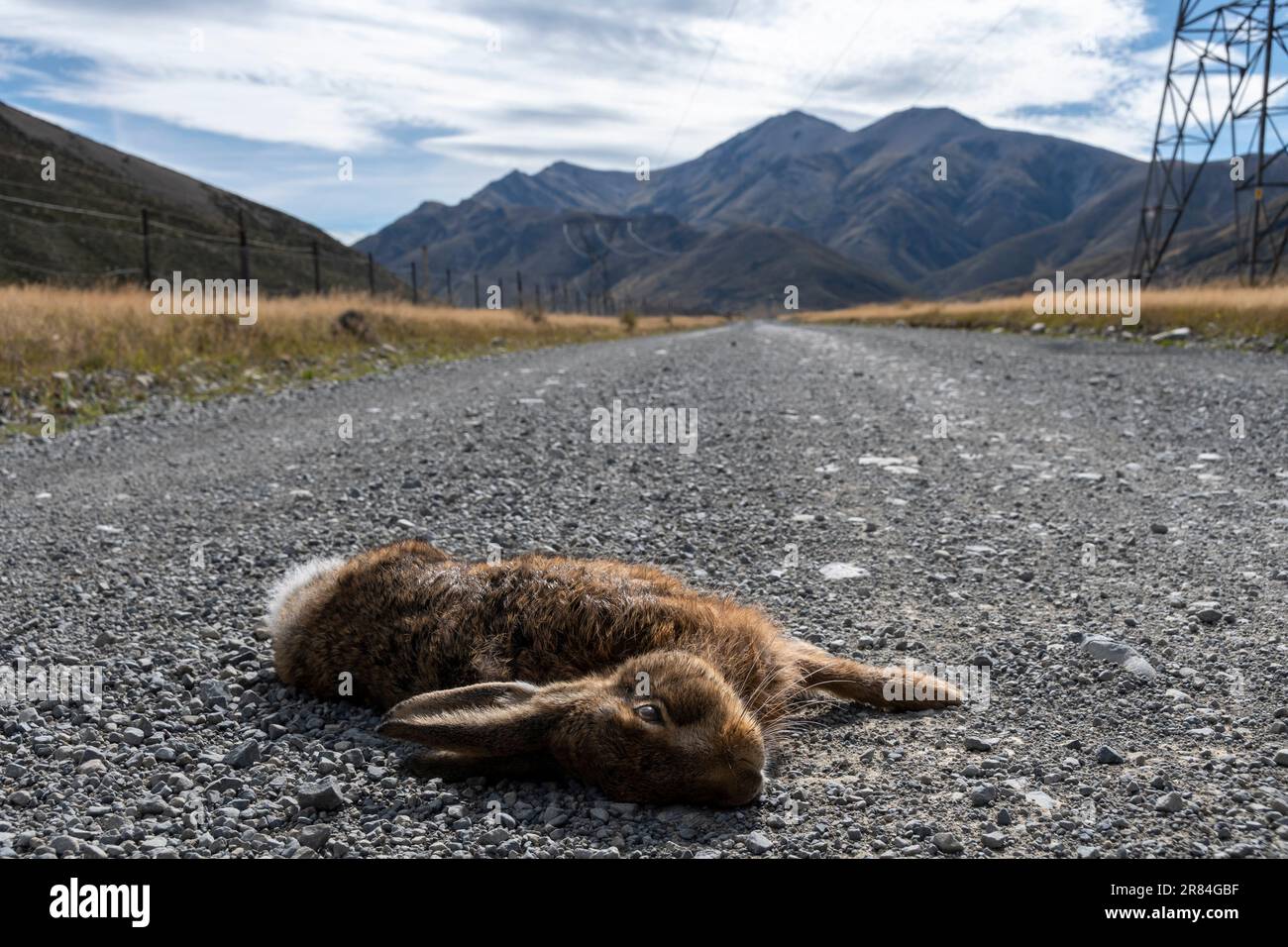Injured rabbit hi-res stock photography and images - Alamy