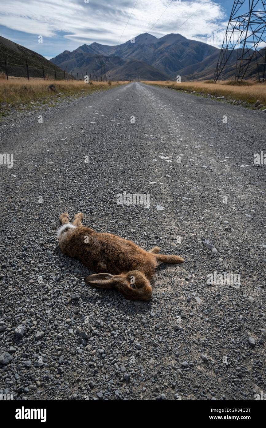 Injured rabbit hi-res stock photography and images - Alamy