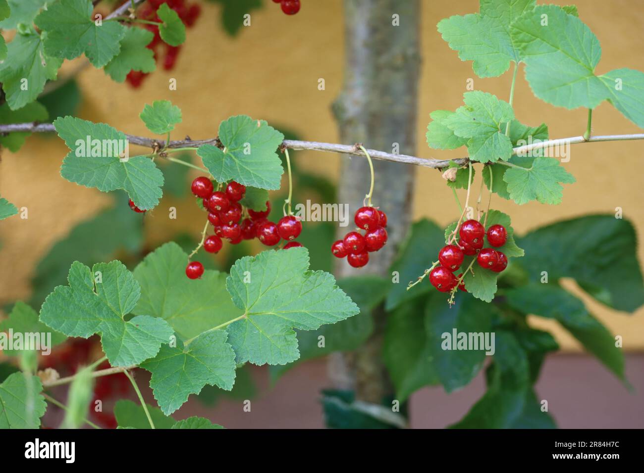 Currant bush with ripe fruits hi-res stock photography and images - Alamy