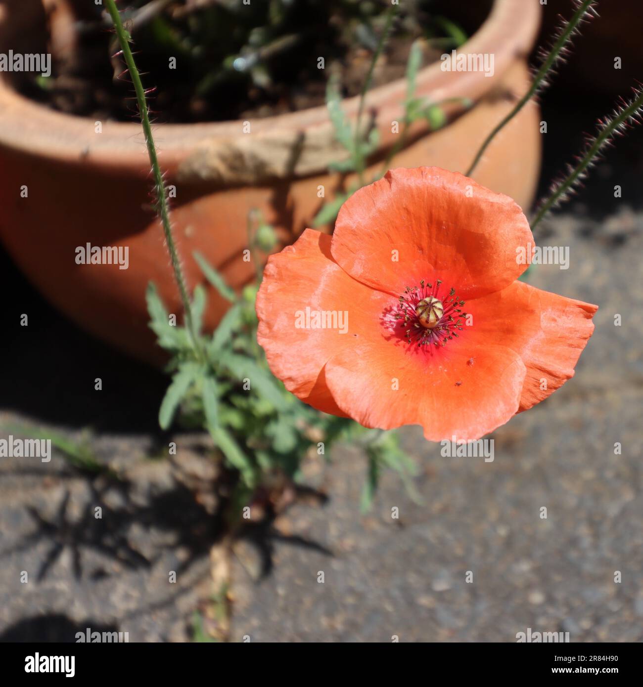 Red corn poppy in the pavement joints of a backyard Stock Photo - Alamy