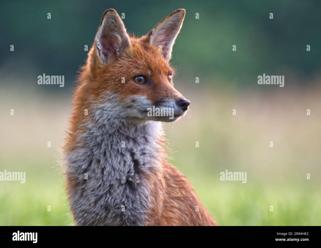 Red fox stance hi-res stock photography and images - Alamy